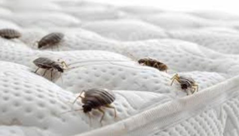 Bed Bug Controls | Pest Defense of India